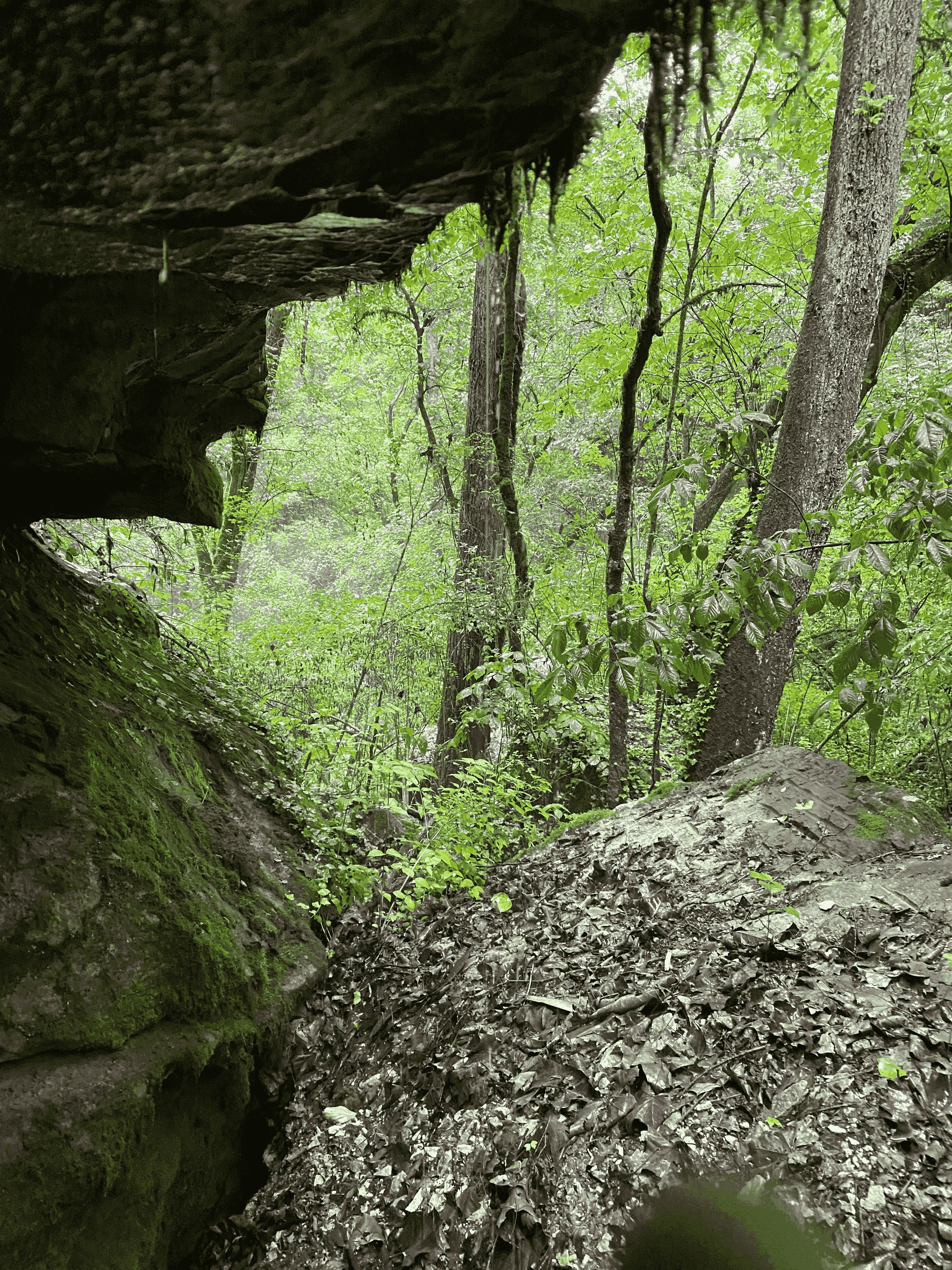 Hellbender Press - Updated: Feds agree to reconsider ESA status of big, elusive salamander known ...