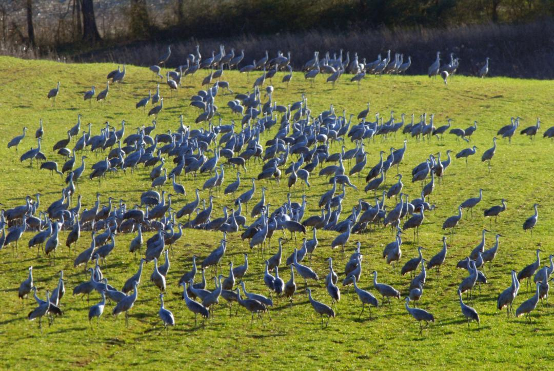 Hellbender Press - Like clockwork, it’s time to scope Sandhill cranes ...