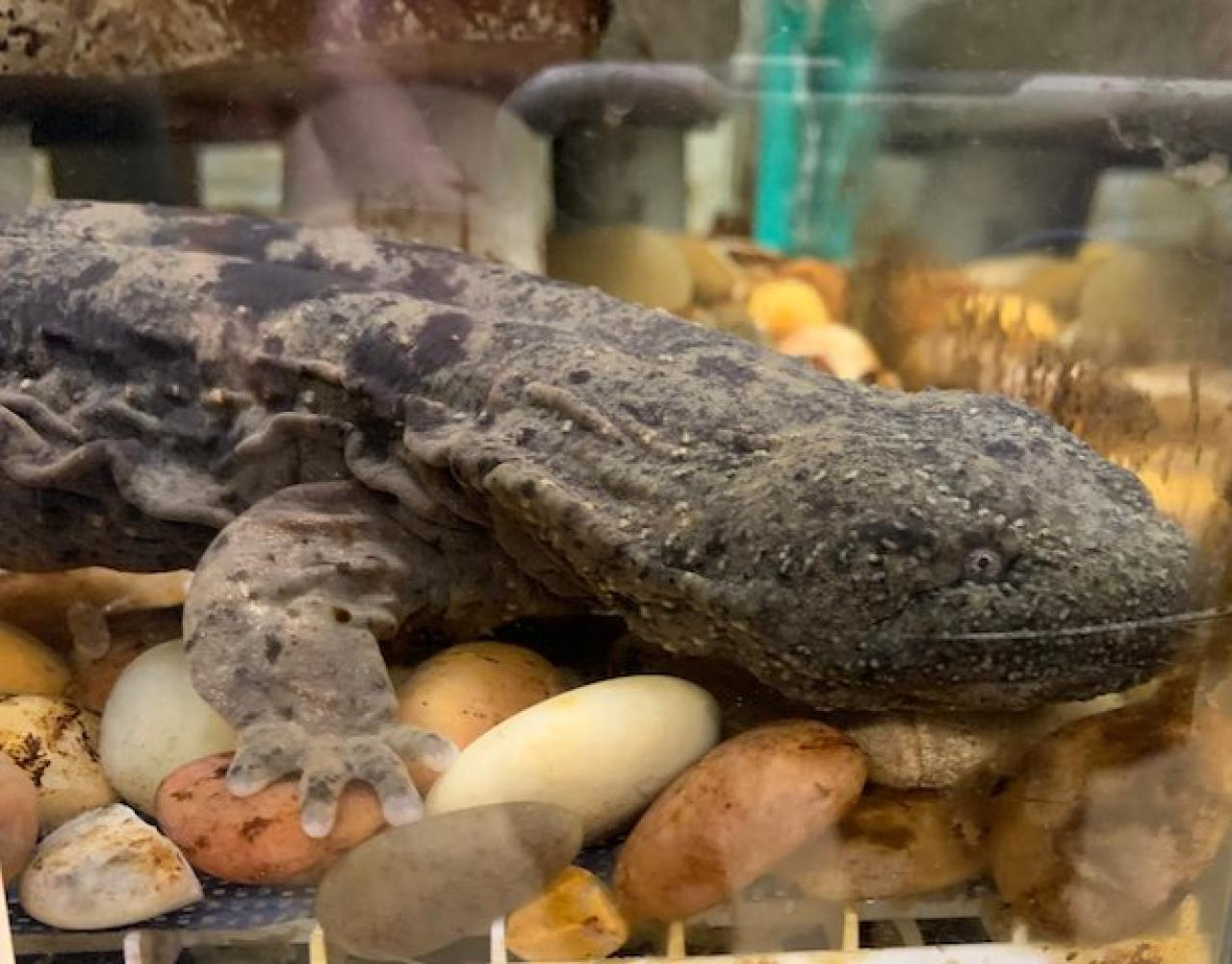 Hellbender Press - Meet the candidate: Eastern hellbenders finally in ...