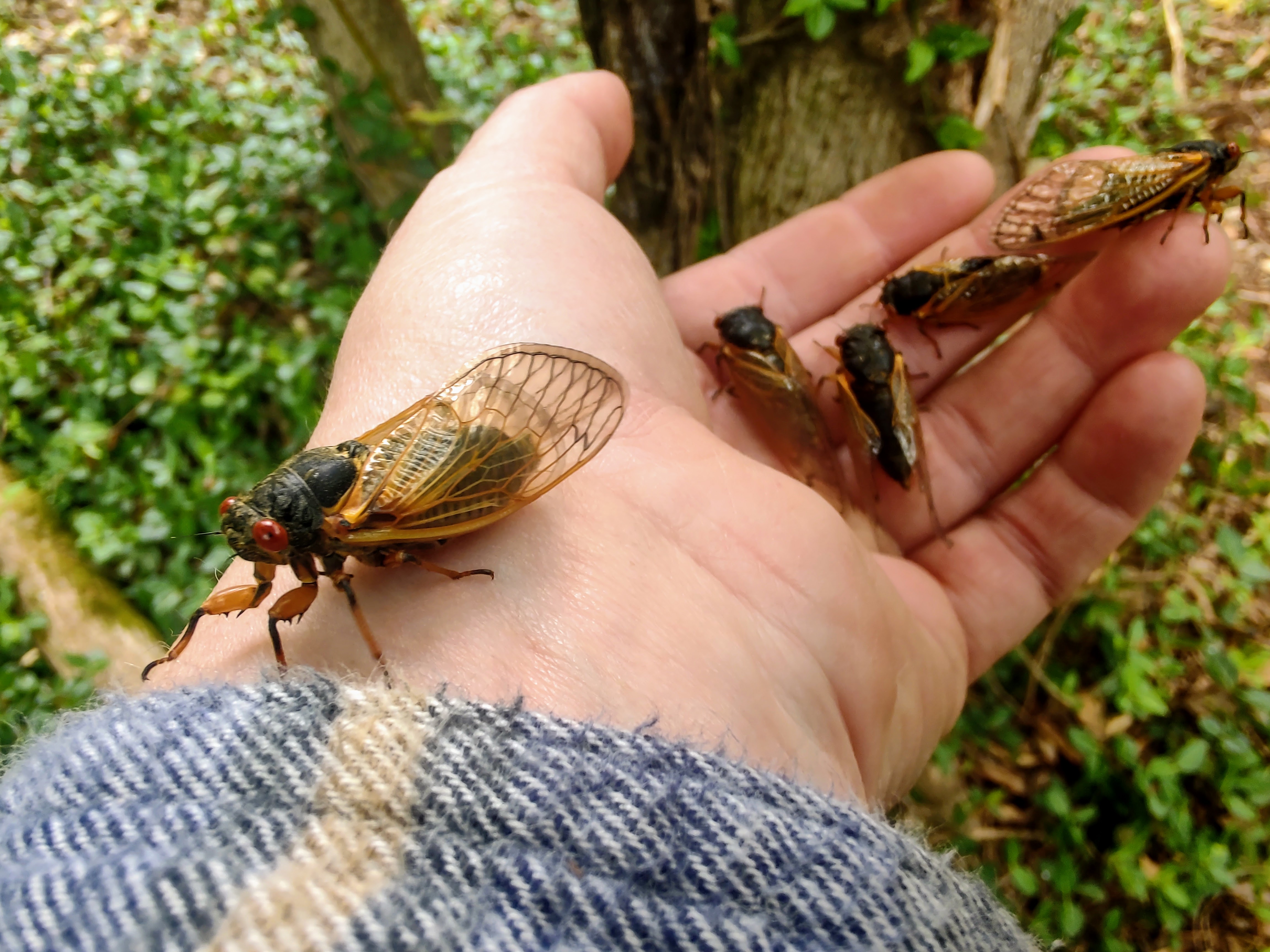 Hellbender Press - (News alert: Katy did it!) Seventeen-year cicadas ...